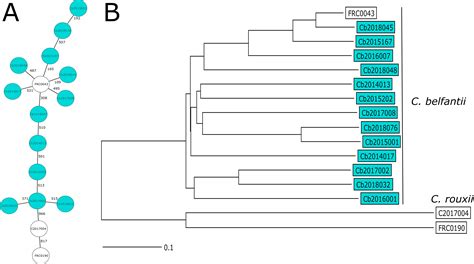 Molecular And Epidemiological Characterization Of Toxigenic And Nontoxigenic Corynebacterium