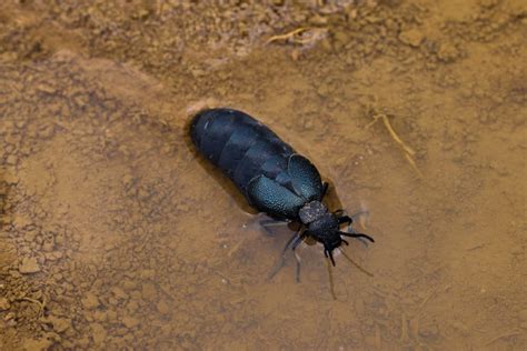 10 Tiny Black Bugs That Bite In Iowa 2023 Guide The Gardening Dad