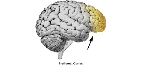Nine Functions Of The Prefrontal Cortex — Alan Rutherford Lpc