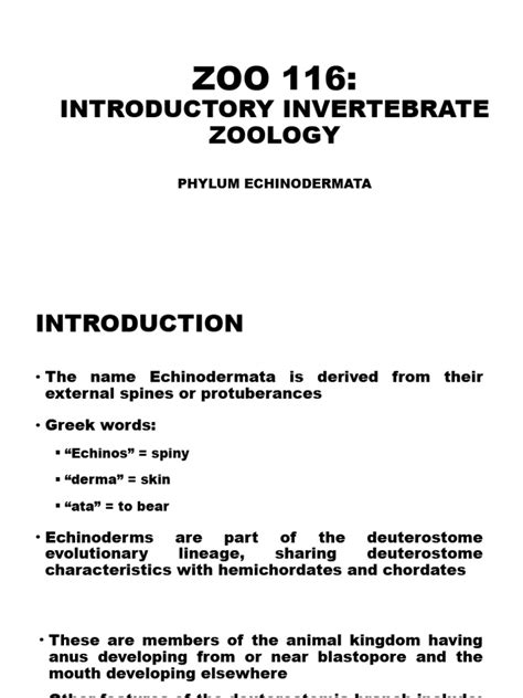 Echinoderms Pdf Skeleton Zoology