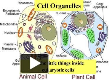 PPT Cell Organelles PowerPoint Presentation Free To Download Id Fc Da ZmJkN