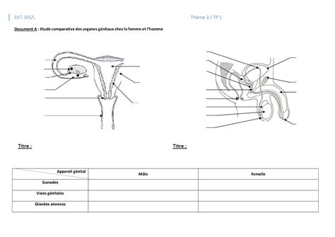 Tp 1 Structure Et Mise En Place Des Organes Génitaux Alloschool