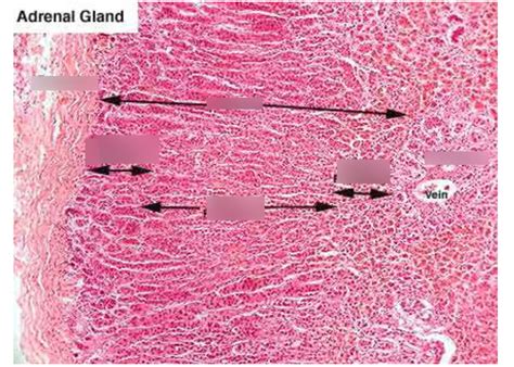 Adrenal Gland Slide Diagram Quizlet