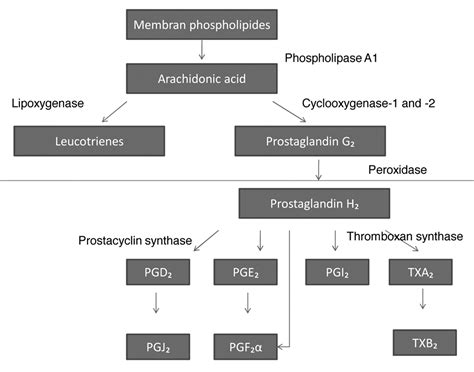 Impact Of Cyclooxygenase 2 In Breast Cancer Anticancer Research