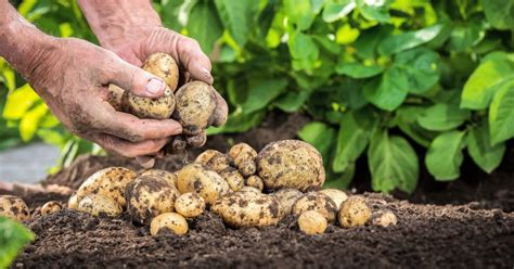 Коли садити картоплю у 2024 році місячний календар Hochu Ua