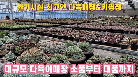 신축오픈후 이쁜아가들 가득채운곳 이리저리 눈돌아가는 다육이 묵둥이 자연군생 창 국민이 다육이 키핑장 안산다육식물갤러리 달콤한총각다육 Youtube
