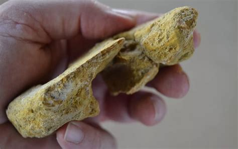 Real Spinosaurus Jaw Is It Real How To Recognize Fossil Fabrications The Fossil Forum