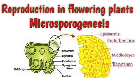 Reproduction In Flowering Plants Microsporogenesis Youtube