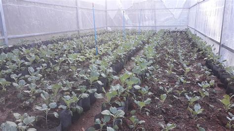 เกษตรในรั้วโรงเรียน โรงเรียนบ้านแม่ลิด Maa Sariang