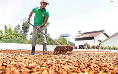 Buy Java Cocoa From Cv Arka Divya Indonesia