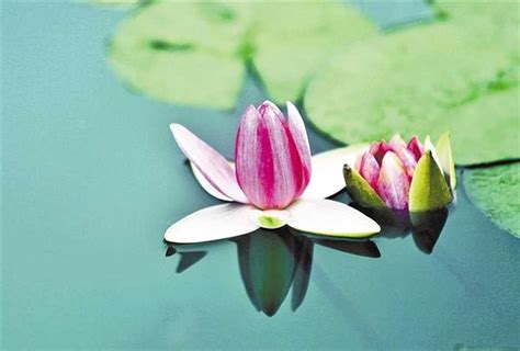 来龙湖赏荷 许你一个最美夏日 中华龙都网 周口日报社主办 河南省重点新闻网站