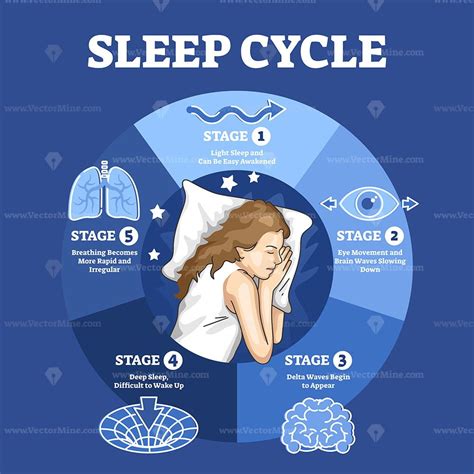 Sleep Cycle With Labeled Night Stages And Phases Description Outline Diagram Schlafphasen