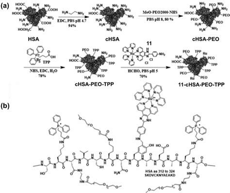 Hsa‐bound Ruii Complex 11chsapeotpp For Mitochondrial Targeting