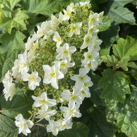 Hydrangea Quercifolia ‘snowflake Piedmont Carolina Nursery