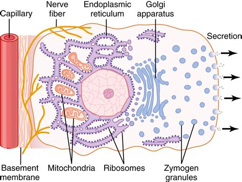 Secretory Functions Of The Alimentary Tract Clinical Tree