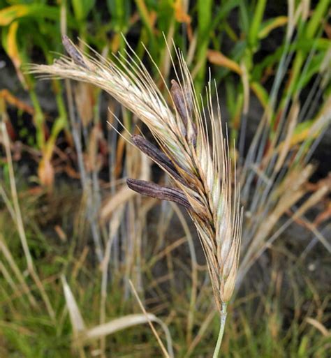 Claviceps Purpurea Plant Parasites Of Europe