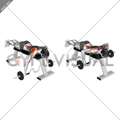 Cambered Bar Lying Row Female
