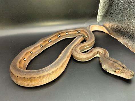 Titanium Motley Tiger Reticulated Python By The Ivory Connection