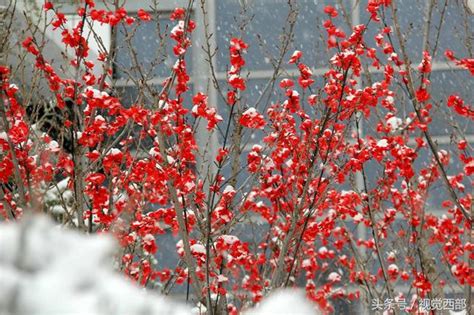 甘肅平涼2018年迎來第一場雪 每日頭條