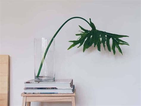 Do Philodendron Like To Be Root Bound Explained