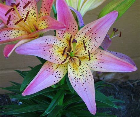 Лилии (10 Фото) | Цветы | ice-scream.ru