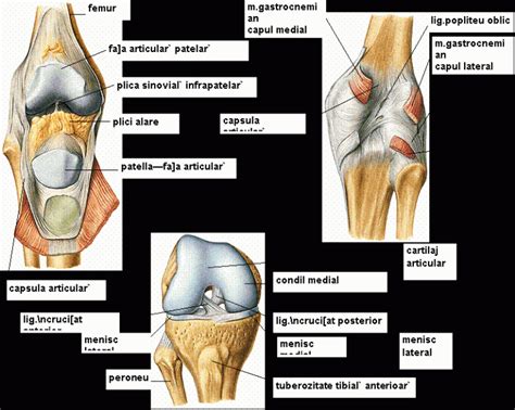 Scheletul Piciorului Referat