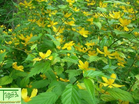 Керия японская