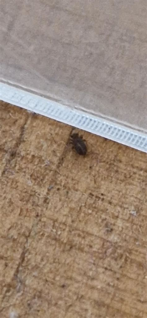 Whats This Bug R Whatsthisbug