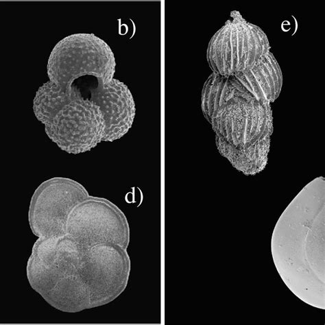 Foraminifera Taxonomy
