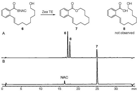 A Thioesterase From An Iterative Fungal Polyketide Synthase Shows Macrocylization And Cross