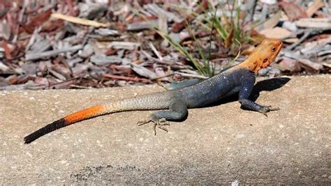 Agama Rock Lizard Can Be Found Throughout Florida Where People Live