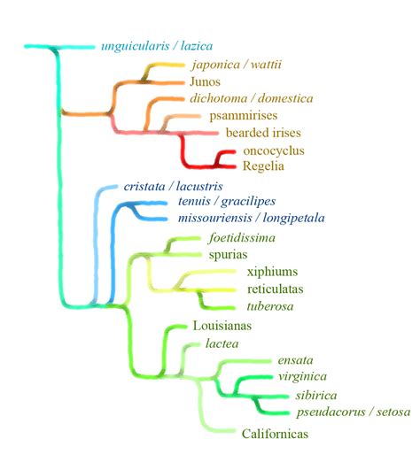 World Of Irises The Evolution Of Irises