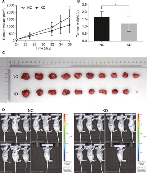 Subcutaneous Xenotransplantation Of T24 Human Bladder Cancer Cells In Download Scientific