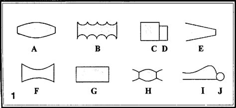 Schematic Representation Of The Epidermal Cell Types Observed By Light Download Scientific