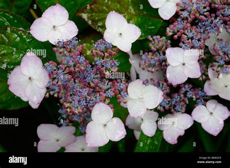 Hydrangea Serrata Beni Gaku