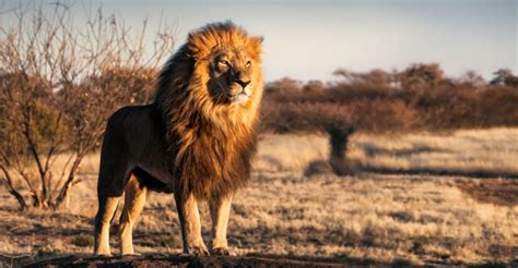 León Su Hábitat Su Alimentación Y Sus Características