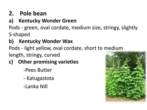 Common Bean Phaseolus Vulgaris L Pptx