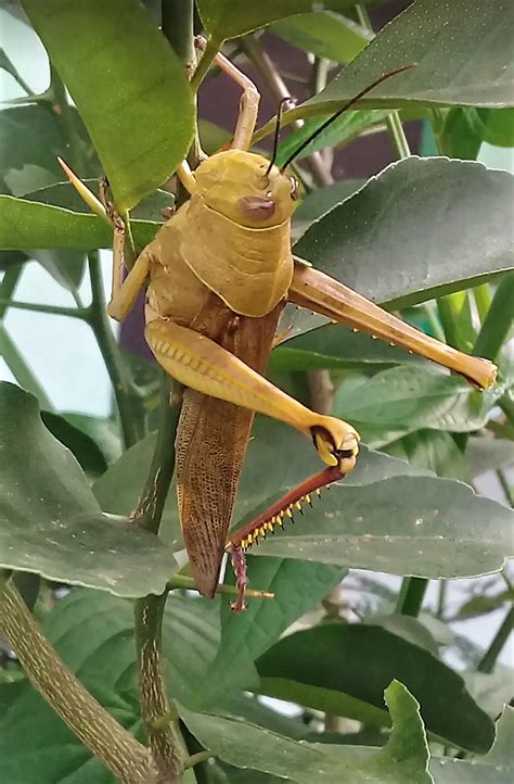 Leather Winged Bird Grasshopper Artofit