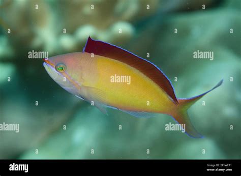 Sicklefish Fairy Basslet Sawfish Other Animals Fish Animals