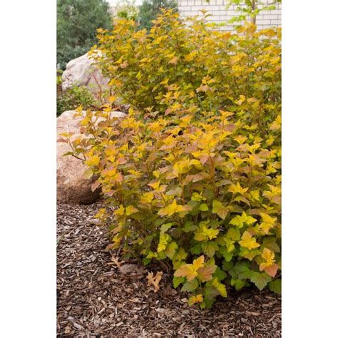 Lowes White First Editions Amber Jubilee Ninebark Foundationhedge