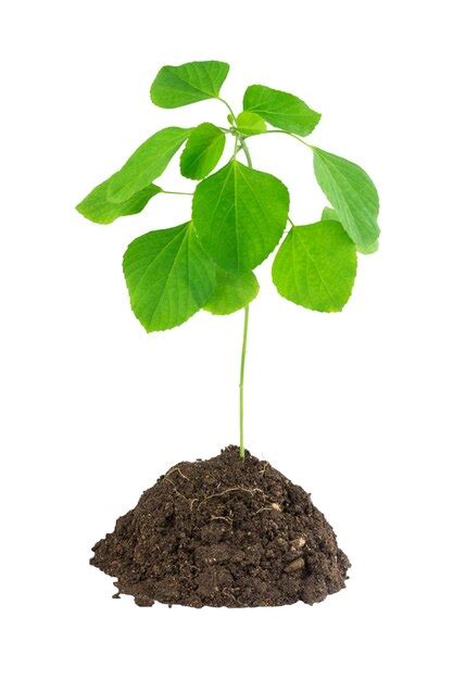 Premium Photo Tree Small Sapling Isolated On White Background