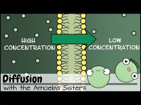 What Is Diffusion In Biology