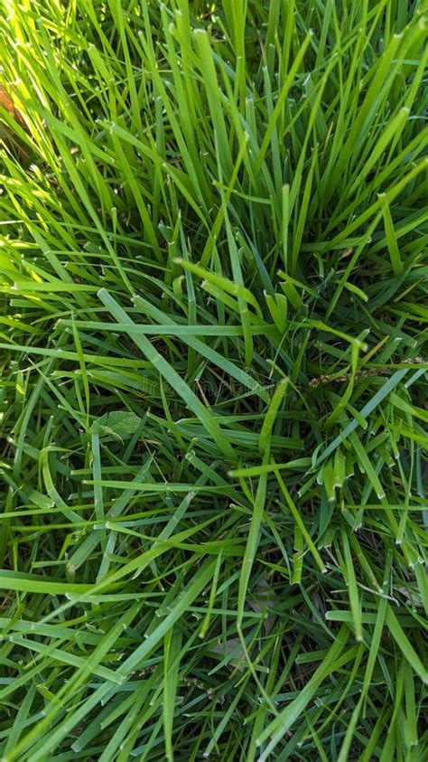 Plush Green Mowed Lawn Grass Stock Image Image Of Miwedlawn Grass