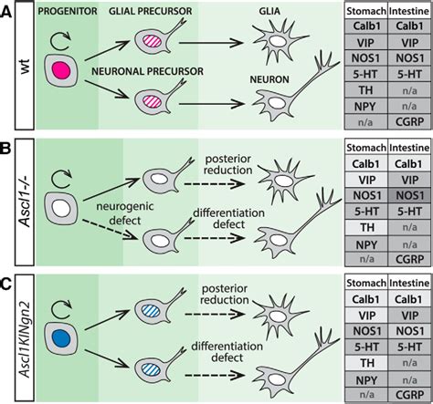 Ascl1 Is Required For The Development Of Specific Neuronal Subtypes In The Enteric Nervous