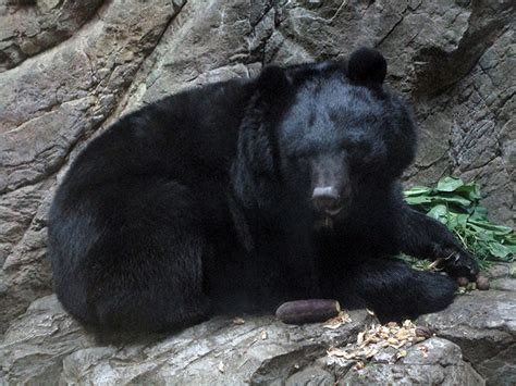 ツキノワグマの冬眠 東京ズーネット