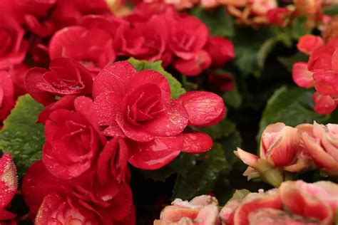 Засаждане и грижи за фрезия Kaktus Bg