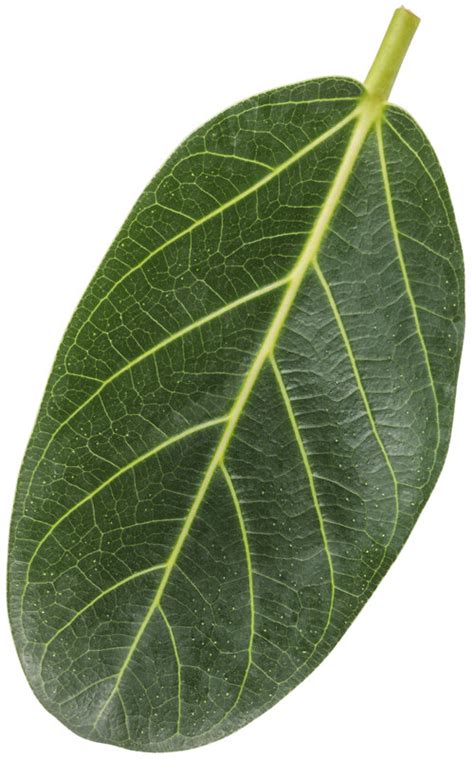 ficus benghalensis fuzzy wuzzy audrey macro 01 proven winners