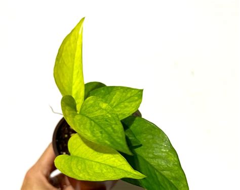 Jessenia Pothos Rare Pothos In 4 Pot Collectors Pothos Exact