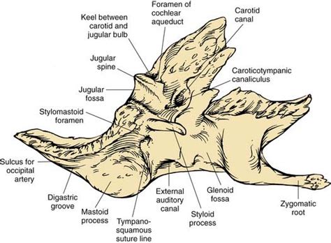 Jugular Fossa Ear