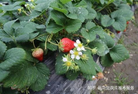 草莓生长期如何管理？草莓生长对影响因素的要求 知乎